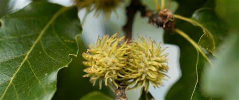 Quercus Cerris Tree Hillier Trees