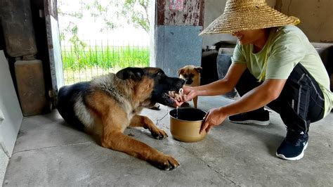 给德牧上药梳毛再炖一锅肉和2根大骨头狗子们吃美了 YouTube