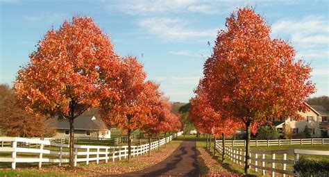 Maple Trees Planting Growing And Pruning Maples