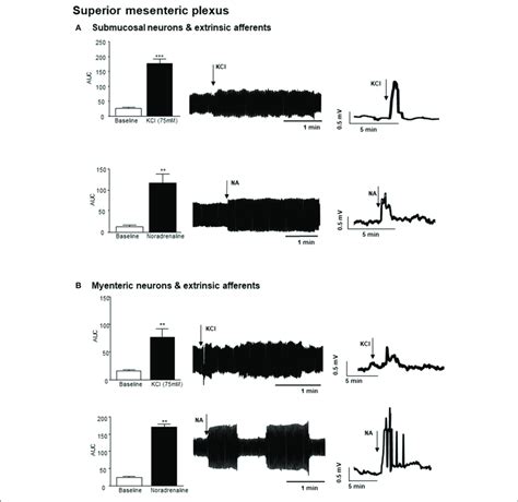 Nerve Activity In The Superior Mesenteric Plexus Evoked By Download Scientific Diagram