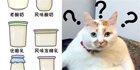 发酵乳优酪乳老酸奶今日份酸奶你选对了吗上 手机新浪网