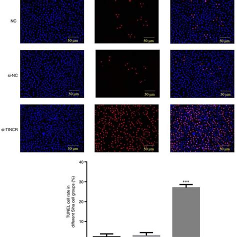 Effects Of Tissue Differentiation Inducing Non Protein Coding Rna