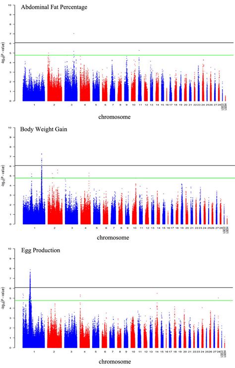 Manhattan Plot Of The P Value In The Chicken Gwas Download