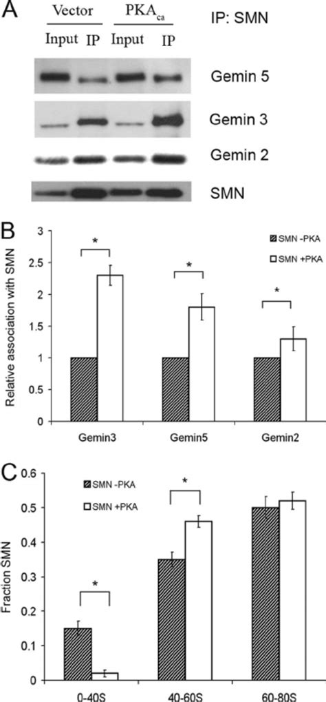 Pka Increases The Amount Of Smn In Complex A Western Blot Of Smn