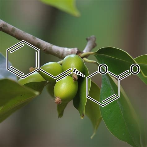 Nrf2 Activator Antioxidant Defense Interstellar Blends Activate