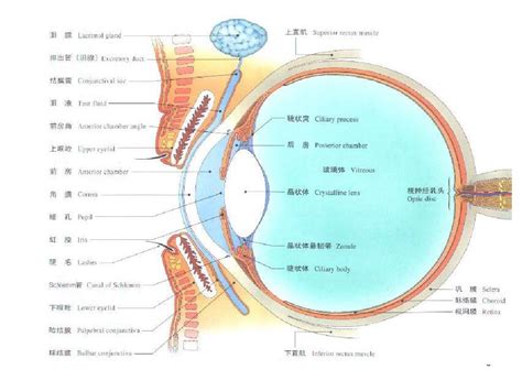 眼球解剖和生理 Word文档在线阅读与下载 无忧文档