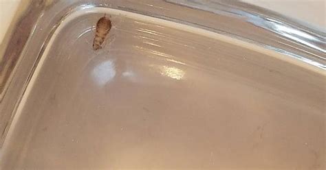 Trying To Id This Bug Help Appreciated Album On Imgur