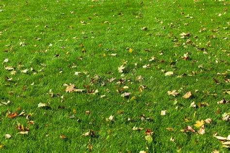 Листья осени желтые упаденные лежат на зеленой траве лужайки Стоковое Фото изображение