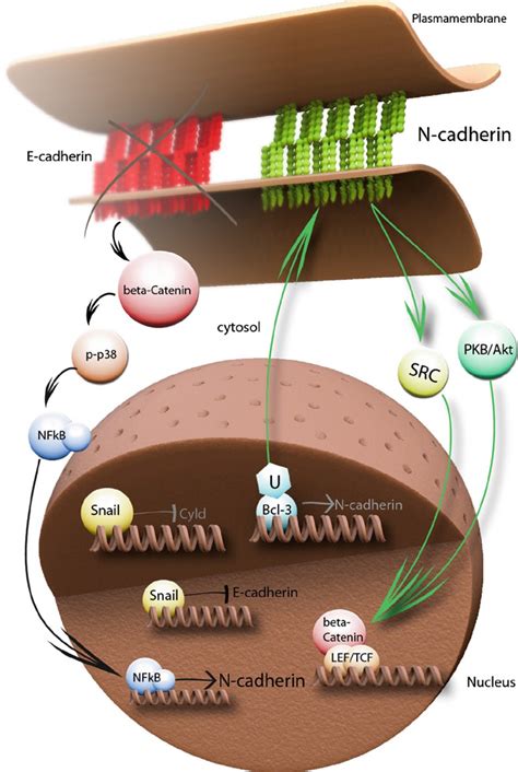 3 Schematic Depiction Of Cadherin Signaling In Melanoma The