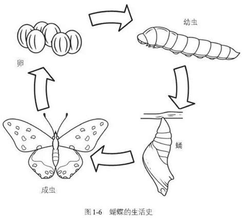 蝴蝶生长过程变化图片（精选22张） 高清图片大全