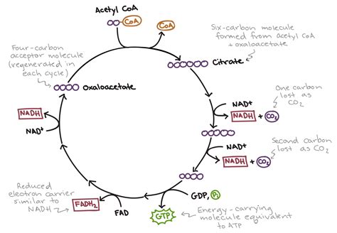 Krebs Cycle Biology Simple