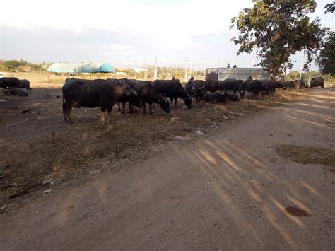 Dvb မြန်မာ့ ကျွဲ၊ နွားများ ထိုင်း မြန်မာနယ်စပ်တွင် ပုံမှန်ထက်အရောင်းသွက်နေ