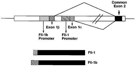 Promoter Activity Of Human Fli 1b 5 ¯anking Region A Schematic Map Download Scientific
