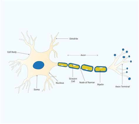 Neuron Cell Model Labeled