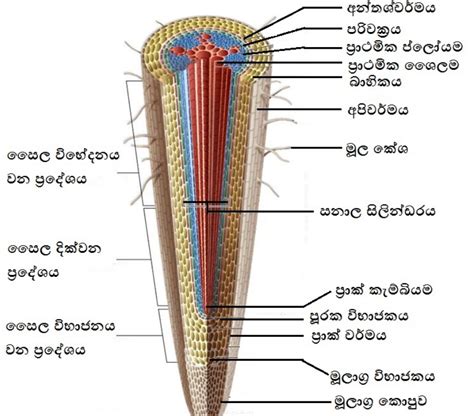කඳෙහි හා මුලෙහි ප්‍රාථමික ව්‍යුහ Biology Lab