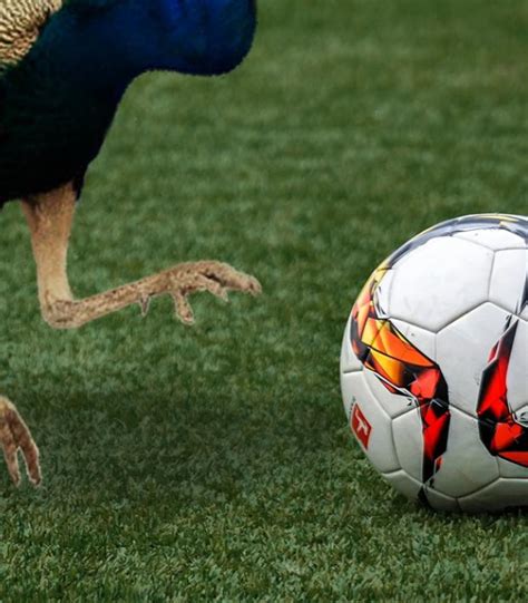 What Peacock Soccer Offerings Will Nbc Provide