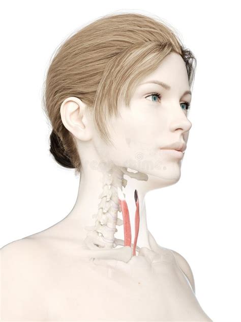 A Womans Sternothyroid Stock Illustration Illustration Of Artwork
