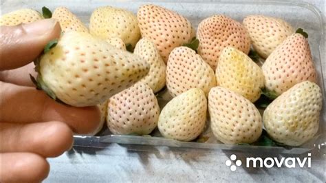 الفراوله البيضاء اغرب انواع الفراوله فى العالم تعرف عليها وفوائدها