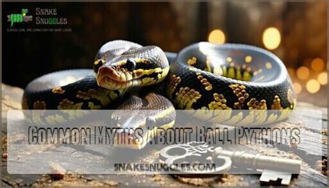 Are Ball Pythons Poisonous Safety Facts Every Owner Should Know