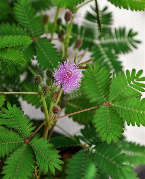 Mimoza Gėlė Žolininkas