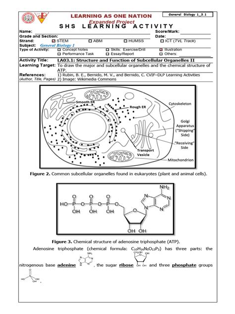 Gen Biology 1 Las 3 1 Structure And Function Of Subcellular Organelles Ii Pdf