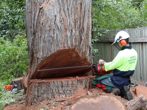 Large Tree Removal Priority Trees