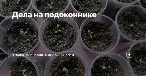 Дела на подоконнике Уголок начинающего огородника🌱🌿 Дзен