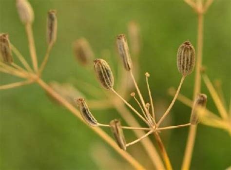 本草精薈祛寒止痛小茴香的功效與應用 每日頭條