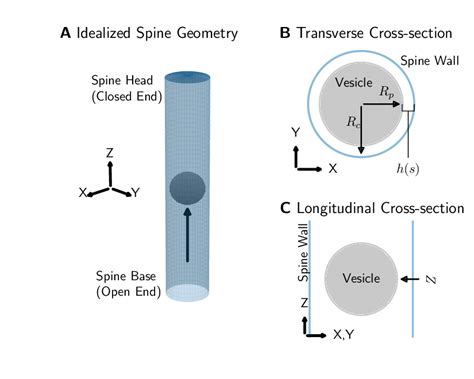 Idealized Dendritic Spine Geometry A We Consider Idealized