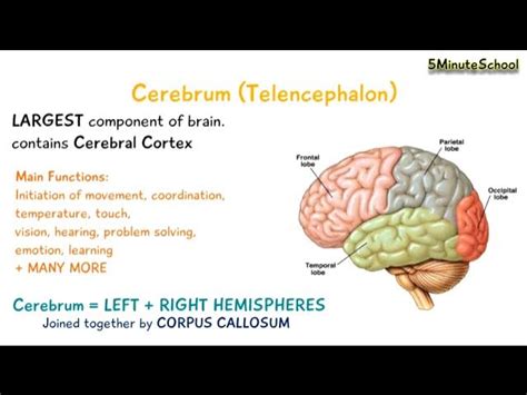 Telencephalon