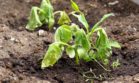 Identifying And Managing Various Plant Diseases