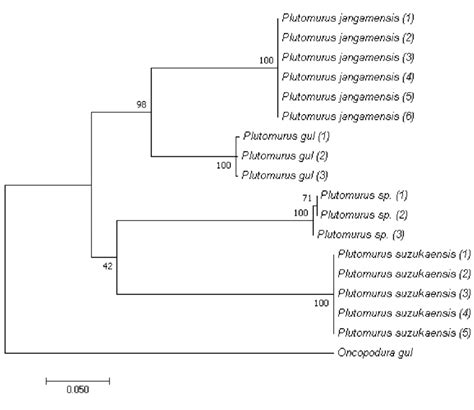 Maximum Likelihood Tree Using Gtri Model Bootstrap1000 Of