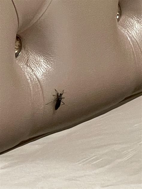 Does Anyone Know What Bug This Is R Whatsthisbug