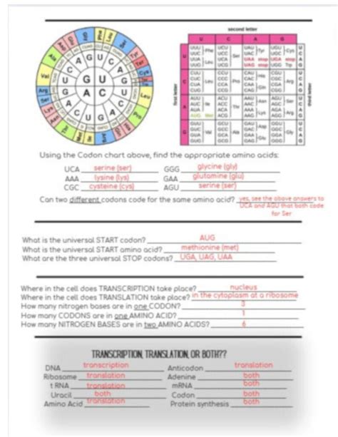 Biology Dna Rna And Protein Synthesis Basics Review Sheet Etsy