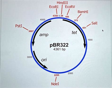 Solved Utilizing The Following Plasmid Map 4361 Paired Bases Indicate How Many Fragments