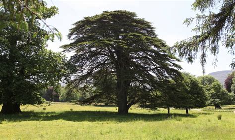 The Oldest Tree In Great Britain Changed Sex OUTLOOK