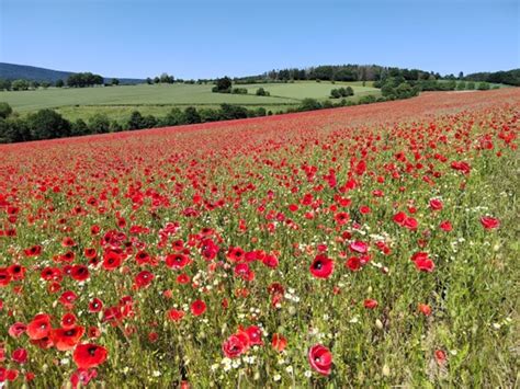Plain Language Summary Initiating Agri Environmental Collaboration At Landscape Scale Requires