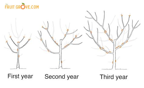 A Simple Guide To Pruning Peach Trees For Maximum Harvest The Fruit Grove