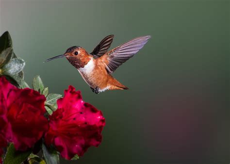 Do Hummingbirds Like Azaleas At Donna Champion Blog