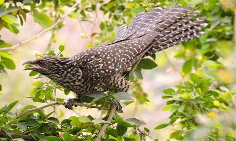 Asian Koel All Information Wildlife Nest