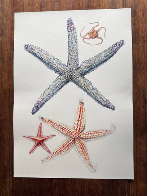 Echinoderms Poster Lifeforms Art For Starfish Lovers Echinoderms Poster Lifeforms Art For Starfish Lovers