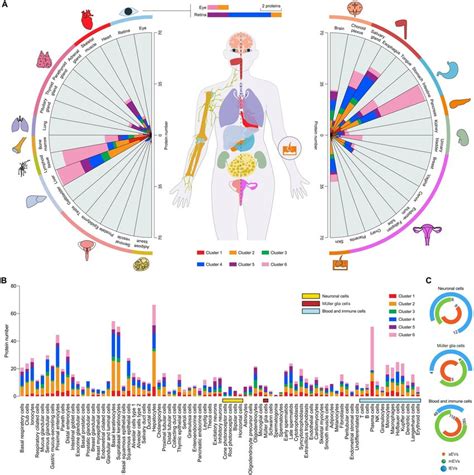 Tissue And Cell Type Origin Of The Tear Ev Proteins A Detection Of