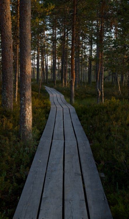 有关冒險 勘探 原始的自然 和平的 天性 安静的散步 安靜 审美 寧靜 小徑 小路 弹簧 戶外 户外休闲 撤退
