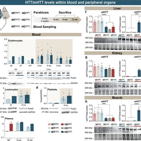 Impact Of Parabiosis On Cortical Httmhtt Levels Of Download