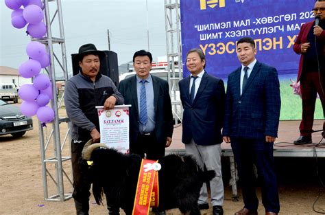 “Шилмэл мал Хөвсгөл 2023” үзэсгэлэнгийн үеэр ашиг шимт хээлтүүлэгч мал шалгарууллаа Murch Mn