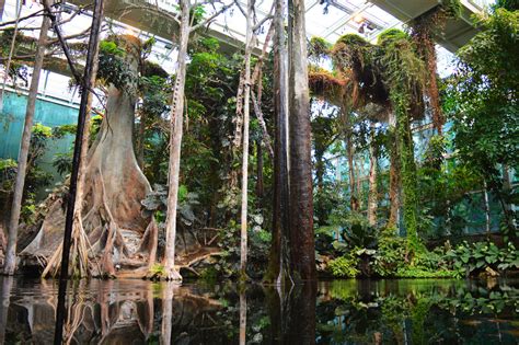 Cosmocaixa A Little Piece Of Rainforest In Barcelona Roselinde