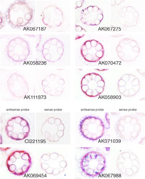 Localization Of The Anther Specifi C Transcripts In Rice Anthers