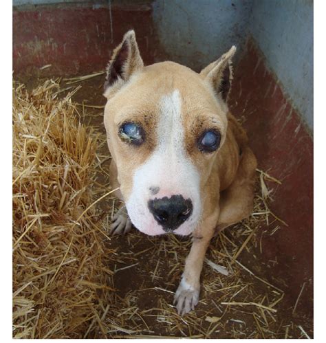 Bilateral Purulent Blue Keratitis In A Dog With Surra Download