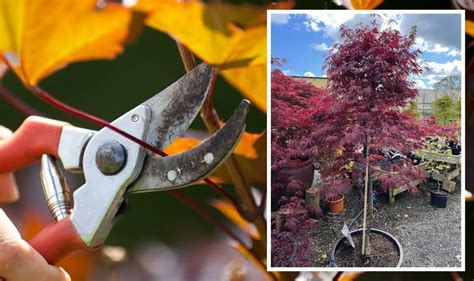 When To Prune Maple Trees The Best Time And Techniques