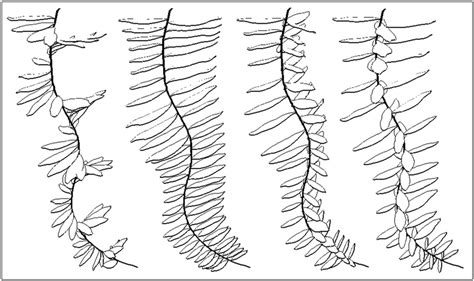 Phyllotactic Patterns Top Row The 2d Plant Structure And A Pair Of Download Scientific